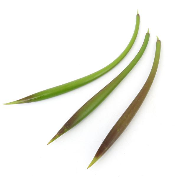 観葉植物　◎　kaisui75　_gardening　海藻　海草　マングローブ　海水　サンゴ　海岸　汽水　雌蛭木　雌漂木　リュウキュウコウガイ　インギー　ピシキ　_aqua　海浜植物　Ｋａｎｄｅｌｉａ　ｃａｎｄｅｌ　kaijyo　海水生体　...