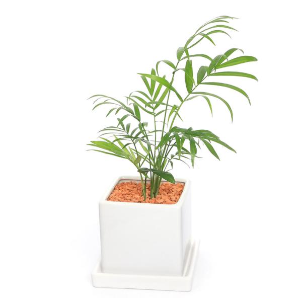 観葉植物　ガーデニング　ダイス陶器鉢植えシリーズ　陶器鉢植えシリーズ　植物　植物生体　ガーデニング生体　toukibachikannyou_series　20160413　ＴＫ　pottery_plant_series　育て方　育成方法　栽...