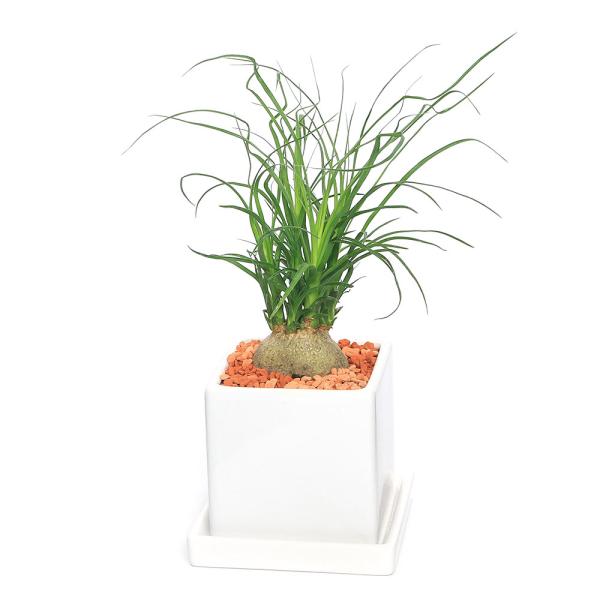 ガーデニング　観葉植物　ダイス陶器鉢植えシリーズ　陶器鉢植えシリーズ　植物　植物生体　ガーデニング生体　toukibachikannyou_series　20160413　ＴＫ　pottery_plant_series　育て方　育成方法　栽...