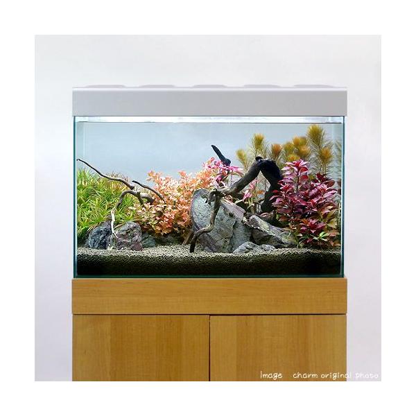 熱帯魚　plants200701　水草　セット　レイアウト　rec_layout　all_plants　layout_plantsset　kouyouset　wp_kywrd　autumnal_tints　ureteruset_ｍzks　紅...