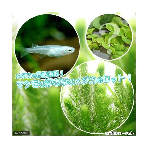 金魚藻　有茎　マ行　金魚飼育用　ＣＯ２なしでも育つ水草　水草　浮き草　all_plants　メダカ水草　wp_kywrd　メダカマツモセット　■マツモ　kin-meda水草　biotope_130613　kingyomo_osusume　t...