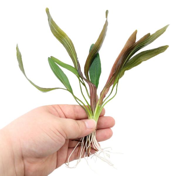 PF_SPQ　_aqua　熱帯魚　Ech　ナ〜ハ行　水草　エキノとその近縁　希少種　エキノドルス　all_plants　wp_kywrd　20110606　YS　saki27to09　エキノドルスホレマニーレッド　ホレマニー　レッド　赤い　...