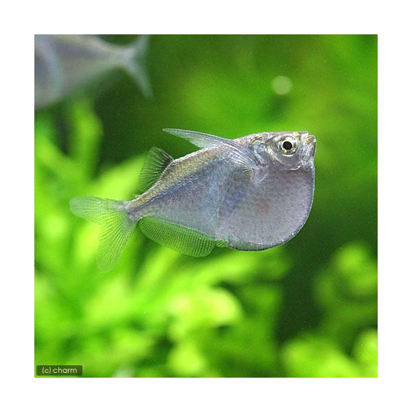 PF_SPQ　_aqua　熱帯魚・エビ他　カラシン（テトラ等）　南米産（小型種）　ハチェット系　トラコカラックス・ハチェット　１匹　fish_database　Ｔｈｏｒａｃｏｃｈａｒａｘ　ｓｔｅｌｌａｔｕｓ　トラコハチェット　terra_s...