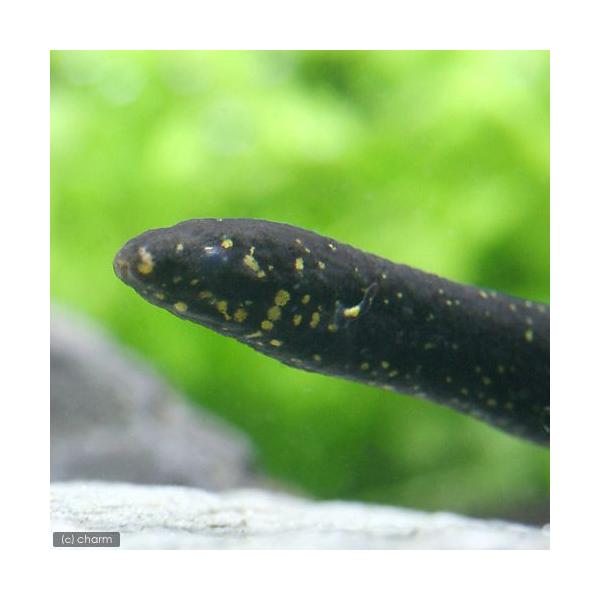 PF_SPQ　古代魚・大型魚（その他）　fish_database　熱帯魚・エビ他　古代・大型魚　Ｌｅｐｉｄｏｓｉｒｅｎ　ｐａｒａｄｏｘａ　肺魚　南アメリカハイギョ　ミナミアメリカハイギョ　20111103　ＹＩ　saki27to09　MS...