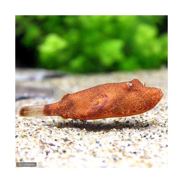 PF_SPQ　_aqua　sfset　熱帯魚・エビ他　その他の熱帯魚　フグ・パファーの仲間　テトラオドン・ミウルス　レッド　１匹　fish_database　フグの仲間　淡水フグ　ナイルフグ　Ｔｅｔｒａｏｄｏｎ　ｍｉｕｒｕｓ　kaijyo　...