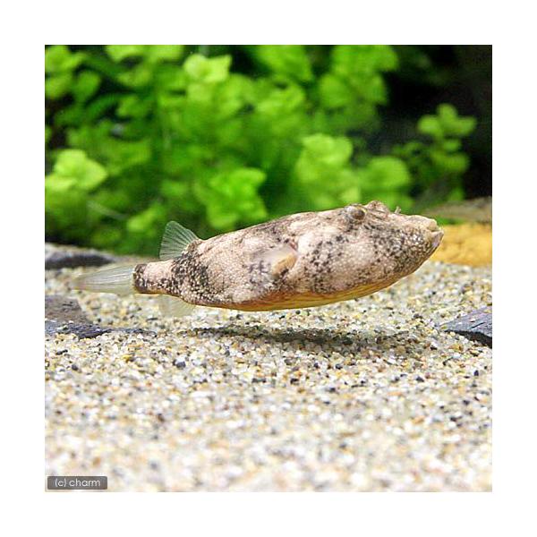 PF_SPQ　sfset　_aqua　熱帯魚・エビ他　その他の熱帯魚　フグ・パファーの仲間　テトラオドン・ミウルス　ノーマル　１匹　fish_database　フグの仲間　淡水フグ　ナイルフグ　Ｔｅｔｒａｏｄｏｎ　ｍｉｕｒｕｓ　llkll1...