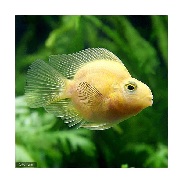 PF_SPQ　熱帯魚・エビ他　シクリッド　種類で選ぶ　フラワーホーン・パロット　カラーパロットファイアー・シクリッド　イエロー　１匹　fish_database　中南米産　ビギナーにオススメ　パロットファイヤー　kaijyo　aqua_li...