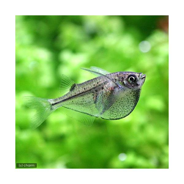 PF_SPQ　熱帯魚・エビ他　カラシン（テトラ等）　南米産（小型種）　ハチェット系　レヴィス・ハチェット　３匹　fish_database　Ｇａｓｔｅｒｏｐｅｌｅｃｕｓ　ｌｅｖｉｓ　スポッテッドシルバーハチェット　ガステロペレクスレヴィス　...