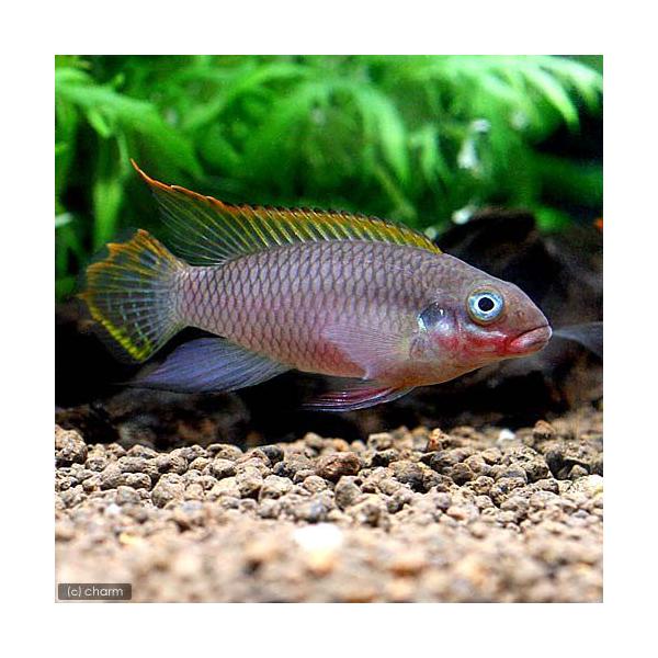 PF_SPQ　_aqua　sfset　熱帯魚・エビ他　シクリッド　種類で選ぶ　ペルヴィカ・ナノクロ・他　ペルヴィカクロミス・タエニアータス　ナイジェリアレッド　１ペア　Ｐｅｌｖｉｃａｃｈｒｏｍｉｓ　ｔａｅｎｉａｔｕｓ　Ｎｉｇｅｒｉａ　Ｒｅｄ...