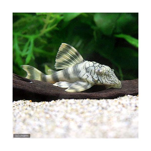 PF_SPQ　sfset　_aqua　熱帯魚・エビ他　プレコ　種類で選ぶ　タイガー・ペコルティア系　ネットワークタイガープレコ　１匹　fish_database　Ｐｅｃｋｏｌｔｉａ　ｂｒａｕｅｒｉ　ｐｌａｔｙｒｈｙｎｃｈａ　ぺコルティア系　...