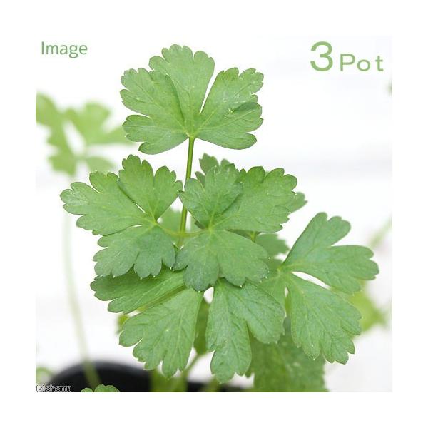 ガーデニング　ハーブ　苗　イタリアンパセリ　herbpot_series　20151129　ＨＴ　_gardening　kidobfen　ugiwroq　rkmr6_pd20_hrbnae　植物　植物生体　ガーデニング生体　育て方　育成方法...