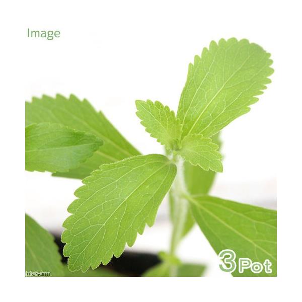 ガーデニング　ハーブ　苗　ステビア　herbpot_series　20151129　ＨＴ　_gardening　kidobfen　ugiwroq　rkmr6_pd20_hrbnae　植物　植物生体　ガーデニング生体　育て方　育成方法　栽培方...