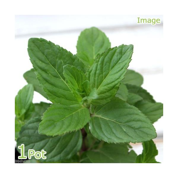 _gardening　ガーデニング　ハーブ　苗　herbpot_series　アロマ　ミント　イングリッシュ　20170410　RM　_mintgdn　育て方　育成方法　栽培方法　観葉植物　090lsit　kaijyo　opa2_delet...