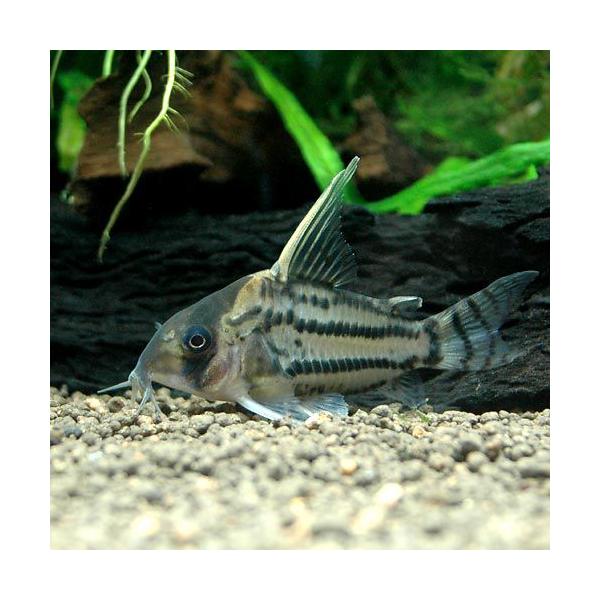 _aqua　sfset　熱帯魚・エビ他　コリドラス　ショートノーズ　コリドラススーパーシュワルツィ　ワイルド　３匹　ＣＷ０２８　Ｈｏｐｌｉｓｏｍａ　Ｃｏｒｙｄｏｒａｓ　ｓｐ．　ｓｃｈｗａｒｔｚｉ　Ｓｕｐｅｒ　スポット　20111105　SY...