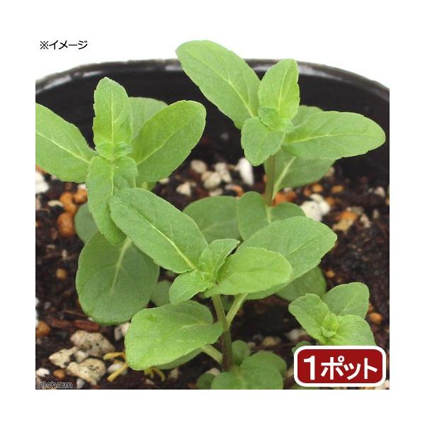 _gardening　ガーデニング　ハーブ　苗　herbpot_series　マルバハッカ　丸葉薄荷　20180128　TK　育て方　育成方法　栽培方法　観葉植物　090list　日本薄荷　日本ハッカ　opa2_delete　herb202...