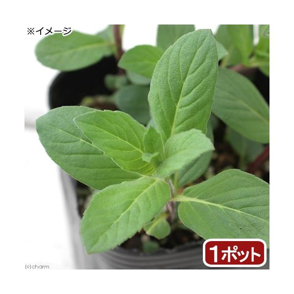 ガーデニング　_gardening　苗　鉢植え　ポット　ガーデニング生体　育て方　育成方法　栽培方法　管理方法　植物　植物生体　090list　ハーブガーデン　種類　寄せ植え　花壇　効能　使い方　用途　ワシュハッカ　和種薄荷　水辺植物　水生...