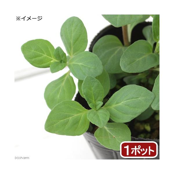_dog　ガーデニング　_gardening　苗　鉢植え　ポット　ガーデニング生体　育て方　育成方法　栽培方法　管理方法　植物　植物生体　090list　ハーブガーデン　種類　寄せ植え　花壇　効能　使い方　用途　ワシュハッカ　和種薄荷　水辺...