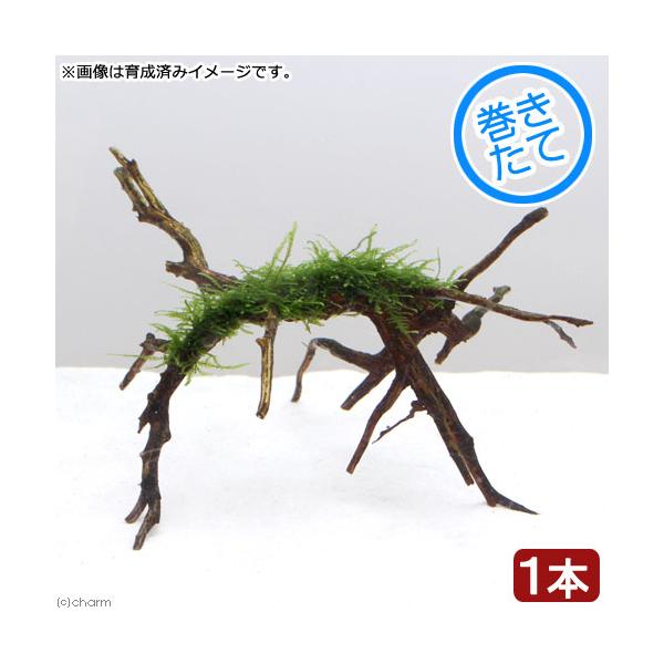 熱帯魚　水草付き流木　エビ用水草　巻きたてはこちら　ウィローモスはこちら　枝状はこちら　枝状ウィローモスＭはこちら　水草　モス／シダ付流木　all_plants　tachiage水草　ウィローモス　utyyjr15　majim27　mos_...