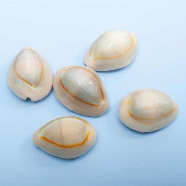 アクアリウム用品　◎　kaisui71　_interior　◎　kaisui71　海水　海水　水中　アクセサリー　アクアリウム　シェル　貝殻　タカラガイ　shell_0512　20130512　ＯＳＨ　muryotassei_600_699...