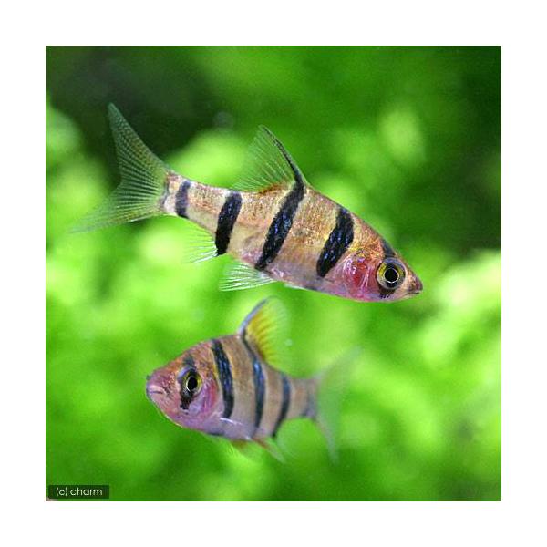 熱帯魚・エビ他　コイ　ラスボラ等　種類で選ぶ　バルブ　プンティウス　系　プンティウス・ペンタゾナ・ジョホレンシス　４匹　Ｄｅｓｍｏｐｕｎｔｉｕｓ　Ｐｕｎｔｉｕｓ　ｐｅｎｔａｚｏｎａ　ｊｏｈｏｒｅｎｓｉｓ　Ｓｙｓｔｏｍｕｓ　ｈｅｘａｚｏｎａ　...