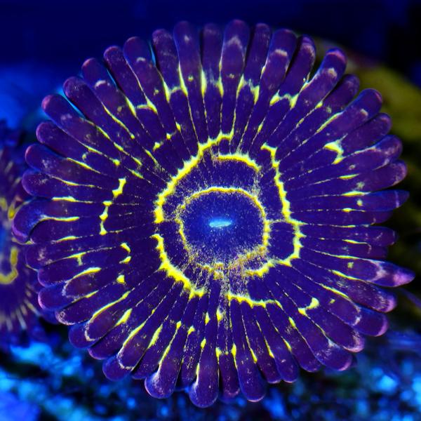 sfset　_aqua　◎　個体販売　現物　画像個体　海水　サンゴ　coral_itten　m_softcoral　ソフトコーラル　マメスナ　マメスナギンチャク　mamesuna　Ｚｏａｎｔｈｕｓ　ｓｐ．　ＨMZ　20260122　y26m...
