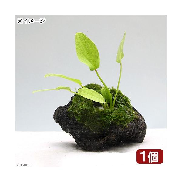 熱帯魚　水草　溶岩石付　all_plants　ウィローモス　wp_kywrd　20190126TS　おまかせエキノ　置くだけ　レイアウト　47house　catmosscreate2022willow　point5wplants