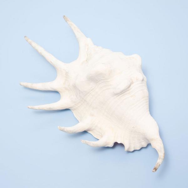 ◎　現物　画像個体　かざりサンゴ　装飾　レイアウト　インテリア　オブジェ　海水　アクセサリ　貝　置き物　小物　ＳＨＥＬＬＣＯＬＬＥＣＴＩＯＮ　シェルコレクション　ｓｈｅｌｌｃｏｌｌｅｃｔｉｏｎ　シェル　ma_coralｓｈｅｌｌ　20150...