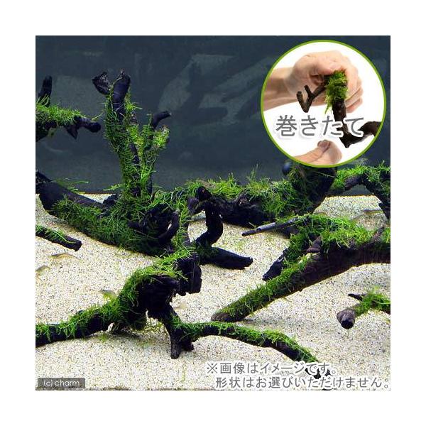 熱帯魚　ウィローモス特集　水草付き流木　巻きたてはこちら　枝状南米モスＭはこちら　枝状はこちら　エビ用水草　水草　モス／シダ付流木　tanabata0702水草　all_plants　ウィローモス　jp1109　mos_drift_wood...
