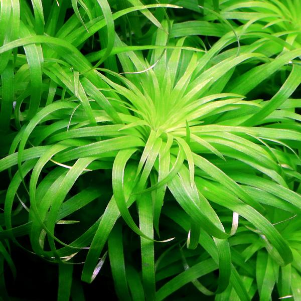 PF_SPQ　熱帯魚　_aqua　水草　ホシクサ　トニナ　スターレンジ　南米　Syngonanthus　sp.　1本　pYvf_tnnwpp　u3l7N0T_wp　p5mizbrk2305