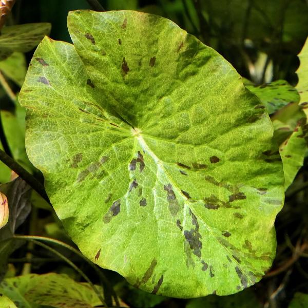PF_SPQ　熱帯魚　水草　ニムファ類とその近縁　ニムファ　all_plants　タイガーロータスグリーンタイプはこちら　wp_kywrd　specialplants　rviw10cmx1122水草　wp0210_8back　wp0303_...
