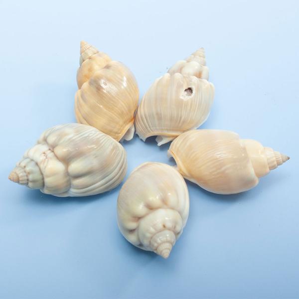 アクアリウム用品　_animal　_insect　◎　kaisui71　muryotassei_800_899　_interior　◎　kaisui71　海水　海水　水中　アクセサリー　アクアリウム　シェル　貝殻　巻貝　ミックス　小型　ヤド...