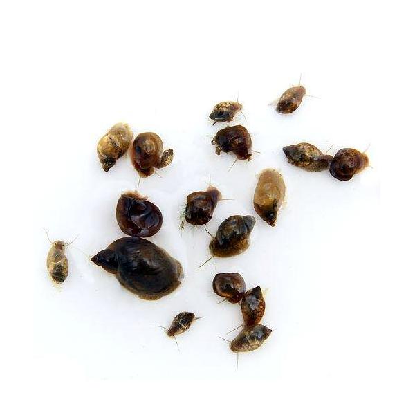 ikika_im　_kame　生き餌　_aqua　_hachu　fish_database 熱帯魚・エビ他　貝　種類で選ぶ　巻貝・ラムズホーン　生餌　エサ用巻貝　fish_ikie　５０ｇ　モノアラガイ　サカマキガイ　スネール　淡水フグ　ア...