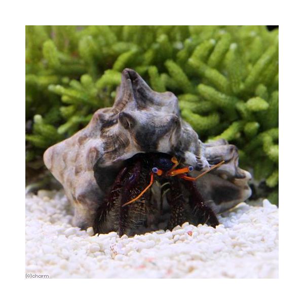muryotassei_700_799　◎　kaisui73　_aqua　◎　kaisui73　海水　海水生体　エビ・カニ他　m_hermit　ma_beginner　ヤドカリ　ヨコバサミ　20130706　ＯＳＨ　kaijyo　kisit...