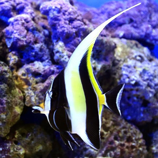 ◎　marinefishzukan　ハギ・ニザダイ　海水　海水生体　海水魚　m_surgeonfish　外国産　ＭＲＫ　アイドル　finding_dory2016　kaijyo　おすすめ　pus2501leaf01