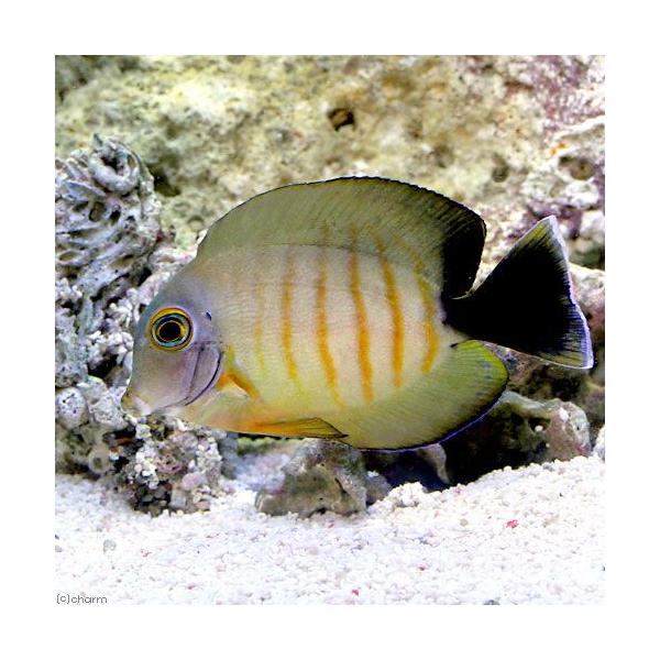 ◎　marinefishzukan　ハギ・ニザダイ　海水　海水生体　海水魚　m_surgeonfish　ニザダイ　ミミックタン　ミミックサージョン　20130824　YH　kaissawe1018