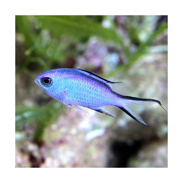 ◎　marinefishzukan　スズメダイ　海水　海水生体　海水魚　Chromis　cyaneus　m_damselfish　20130825　ＹＨ　mrnp5bai130914　damusesa0609　kaijyo