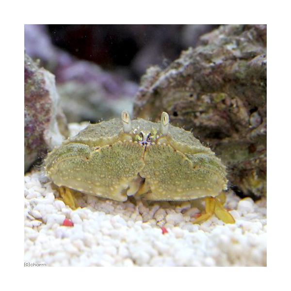 _aqua　◎　kaisui73　マリンシュリンプ　海水　海水生体　エビ・カニ他　m_crab　20130913　ＹＨ　crab_anemosp0627　無脊椎ＩＤ　ソデガラッパ　kaijyo　kaojyo　3kisitop200408　2...