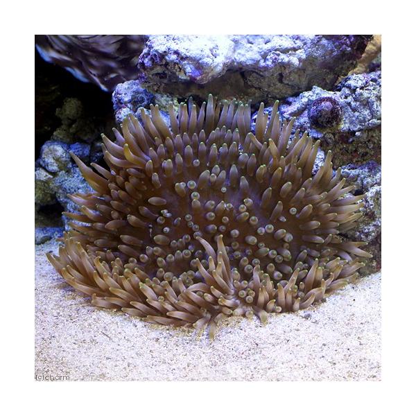 _aqua　◎　kaisui75　イソギンチャク　m_angelfish　海水　海水生体　20131015　ＫＪＲ　top_mrn131021　_ten　kmwr_ma_isogin　48Im8F_kisi　yrugnsa　ban_anem...