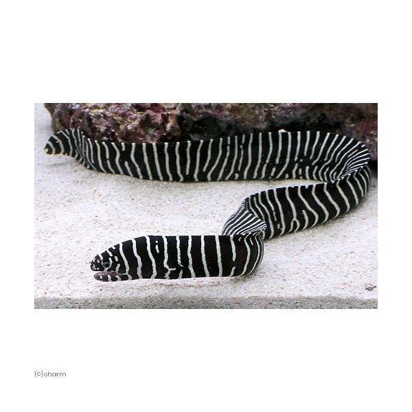 _aqua　sfset　◎　kaisui72　marinefishzukan　エイ／サメ／ウツボ　海水　海水生体　海水魚　ma_fish　ma_henteko　20131110　ＹＨ　m_bigfish　ゼブラモレイ　ウツボ　fjsnvk　...