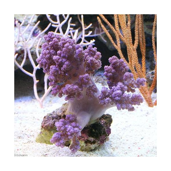 cP_nyuka　_aqua　◎　kaisui70　沖縄　okinawa　海水　サンゴ　b_coral　ソフトコーラル　k_top_sujitidimitosaka　k_top_sujitidimitosaka_paple　m_softco...