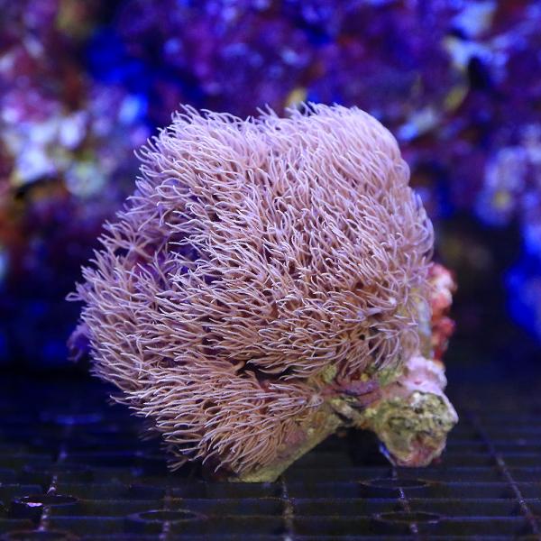 ◎　kaisui75　starpolyppachyclavularia　沖縄　okinawa　ma_sanfdmsklgo　海水　サンゴ　ソフトコーラル　Ｐａｃｈｙｃｌａｖｕｌａｒｉａ　violacea　m_softcoral　b_cora...