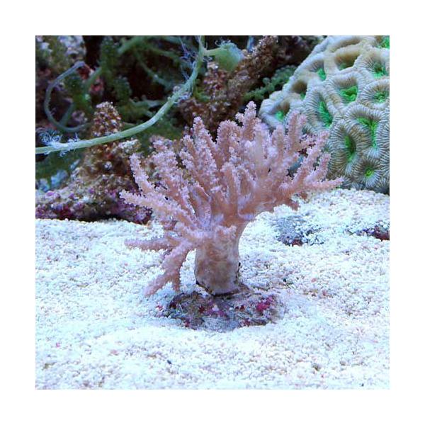 cP_nyuka　◎　kaisui75　沖縄　okinawa　ma_sanfdmsklgo　b_coral　海水　サンゴ　ソフトコーラル　yawatako_tosaka　m_softcoral　トサカ　ＫＪＲ　仕入　20130826　k_t...