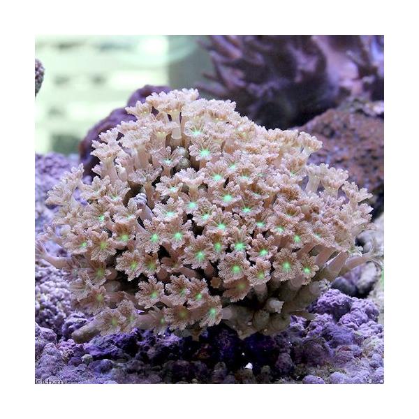 ◎　kaisui75　tutuumidutaclavularia　沖縄　okinawa　b_coral　海水　サンゴ　ソフトコーラル　m_softcoral　ツツウミヅタ　ヘアリー蛍光グリーン　Ｍサイズ　20131102　ＫＪＲ　rk500...