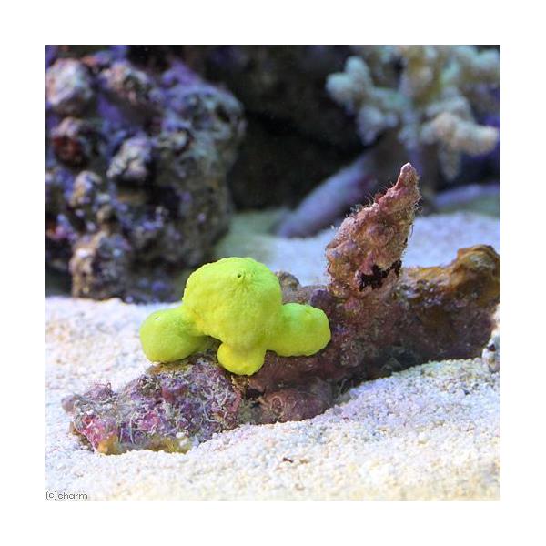 ◎　kaisui75　カイメン　海綿　海水　サンゴ　ソフトコーラル　m_softcoral　sponge　レモンスポンジ　20131117　YH　uS6VPeuC　softco_pd0416　kessan_marinesp0531　wes0...