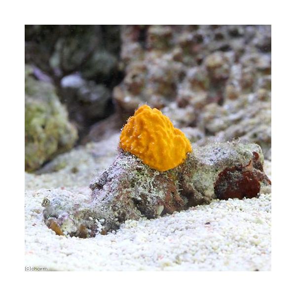 ◎　kaisui70　沖縄　okinawa　カイメン　海綿　海水　サンゴ　ソフトコーラル　m_softcoral　sponge　スポンジ　20131128　YH　9c6lrUgq_kisi　OkGxJ90f　_aqua　softco_pd0...