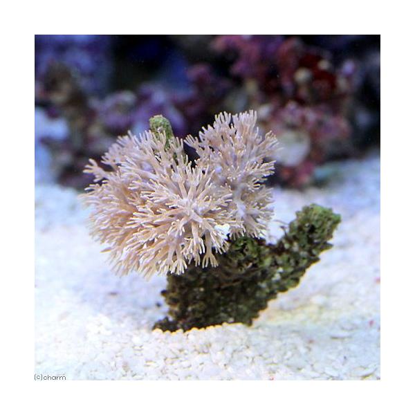 ◎　kaisui75　沖縄　okinawa　海水　サンゴ　ソフトコーラル　m_softcoral　ウミアザミ　ホワイト　HIN　20140114　soft_oneplace0120　movie_1256472　kaijyo　sngtop1_...