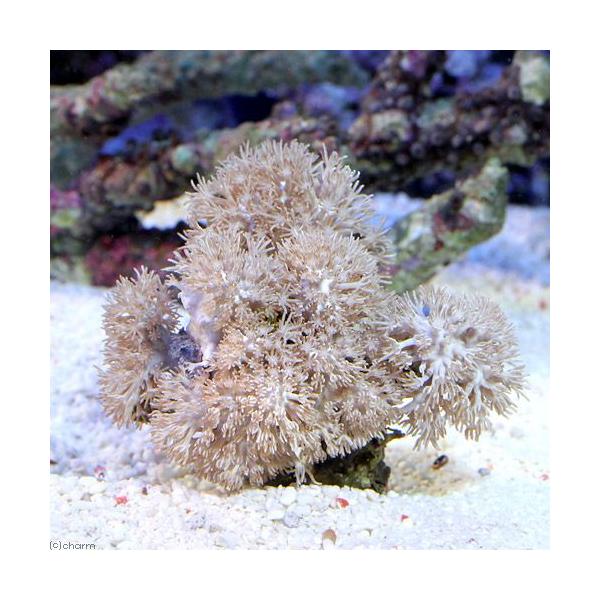 cP_nyuka　◎　kaisui73　沖縄　okinawa　海水　サンゴ　ソフトコーラル　m_softcoral　ウミアザミ　ホワイト　ＨＩＮ　20140114　rkyftp2_10_umazmwht　movie_1256472　kaij...