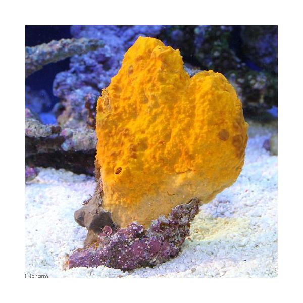 ◎　kaisui75　沖縄　okinawa　カイメン　b_coral　海水　サンゴ　ソフトコーラル　m_softcoral　海綿　イエロースポンジ　オレンジスポンジ　ＨＩＮ　20140114dNpQyq5Y　softco_pd0416　sn...