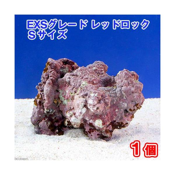◎　kaisui71　海水　ライブロック　ｌr_ss　tuikasp_ma1008　winter_modeLR　LR71　石灰藻　sグレード　ＨＩＮ　20140914　海水魚　ヤッコ　エンゼル　レイアウト　水槽　k7f_pd　kaijyo
