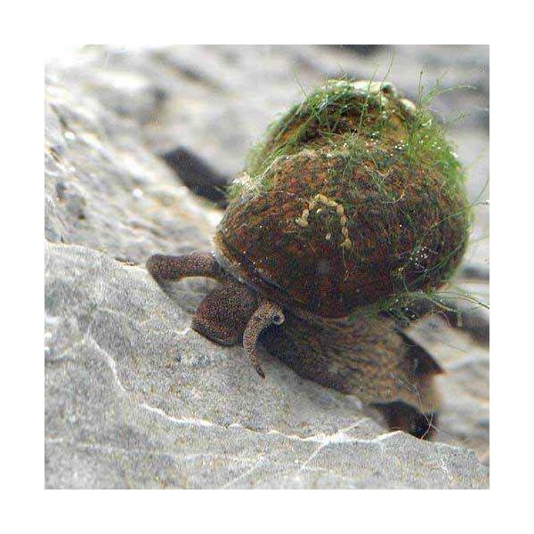 数量：1000g　単位:1g　sfset　ikie_check　_aqua　生き餌　熱帯魚・エビ他　貝　種類で選ぶ　タニシ・カワニナ　生餌　ヒメタニシ　１Ｋｇ　１０００ｇ　Ｓｉｎｏｔａｉａ　Ｂｅｌｌａｍｙａ　ｑｕａｄｒａｔａ　ｈｉｓｔｒｉｃ...